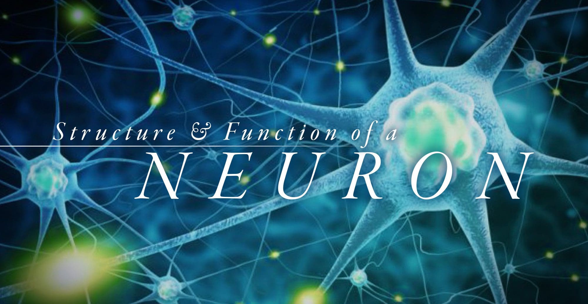 Understanding the Structure and Function of a Neuron - El Paso, TX ...