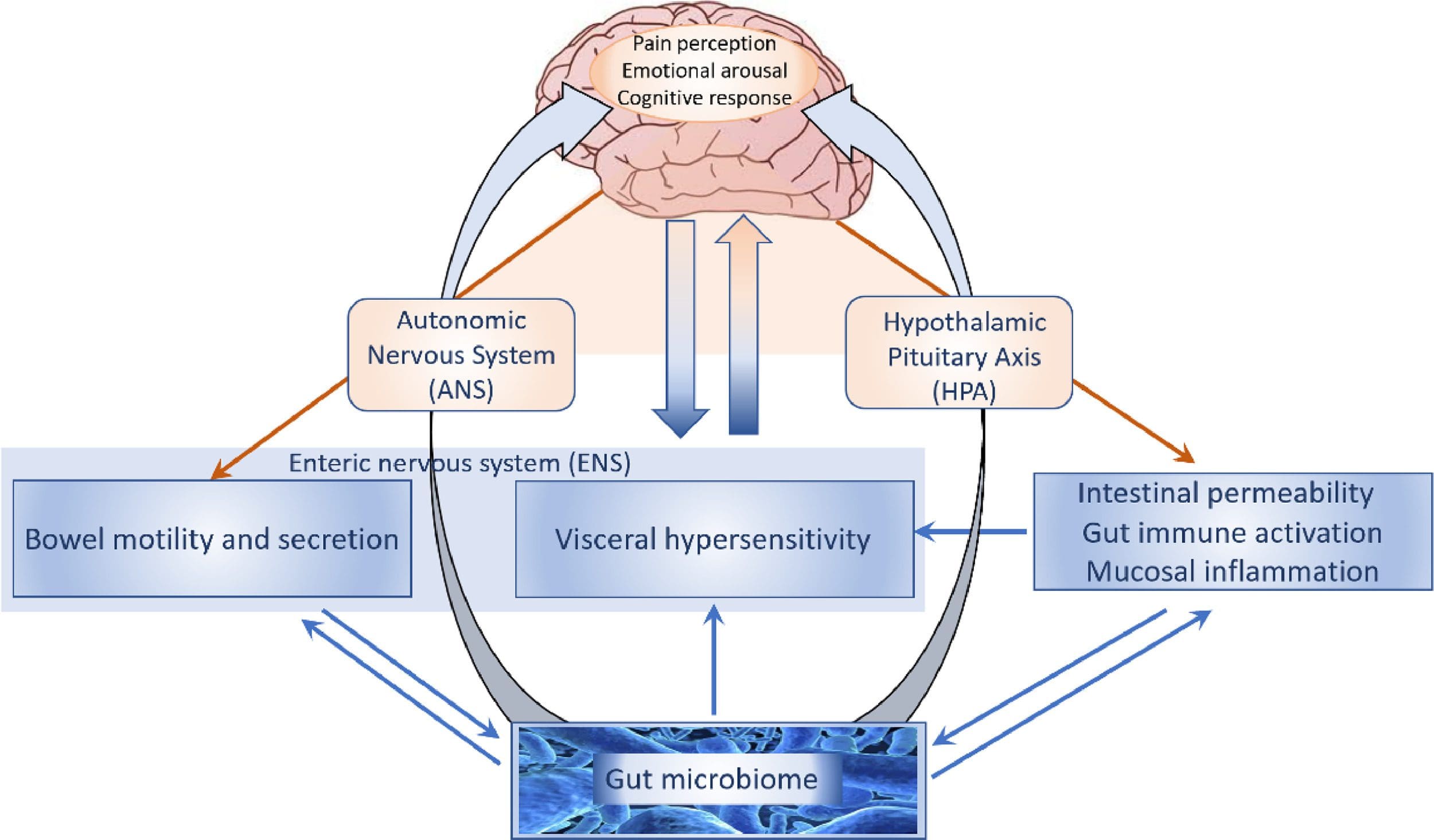 An Overview On Different Factors Affecting Gut-Brain Axis | Part 2 - El ...