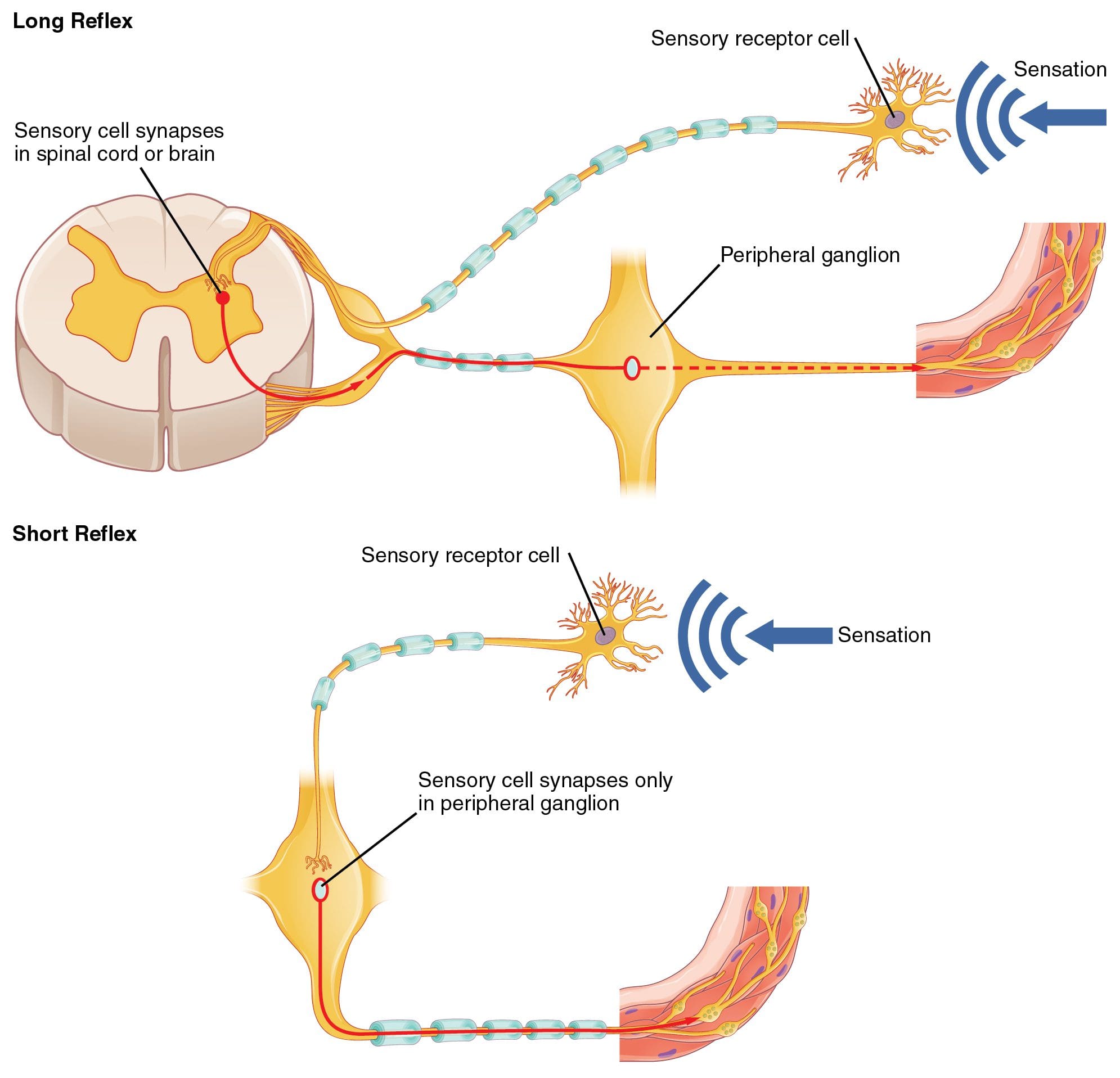 The Unique Connection Of Viscerosomatic Reflexes & The Spine - El Paso ...