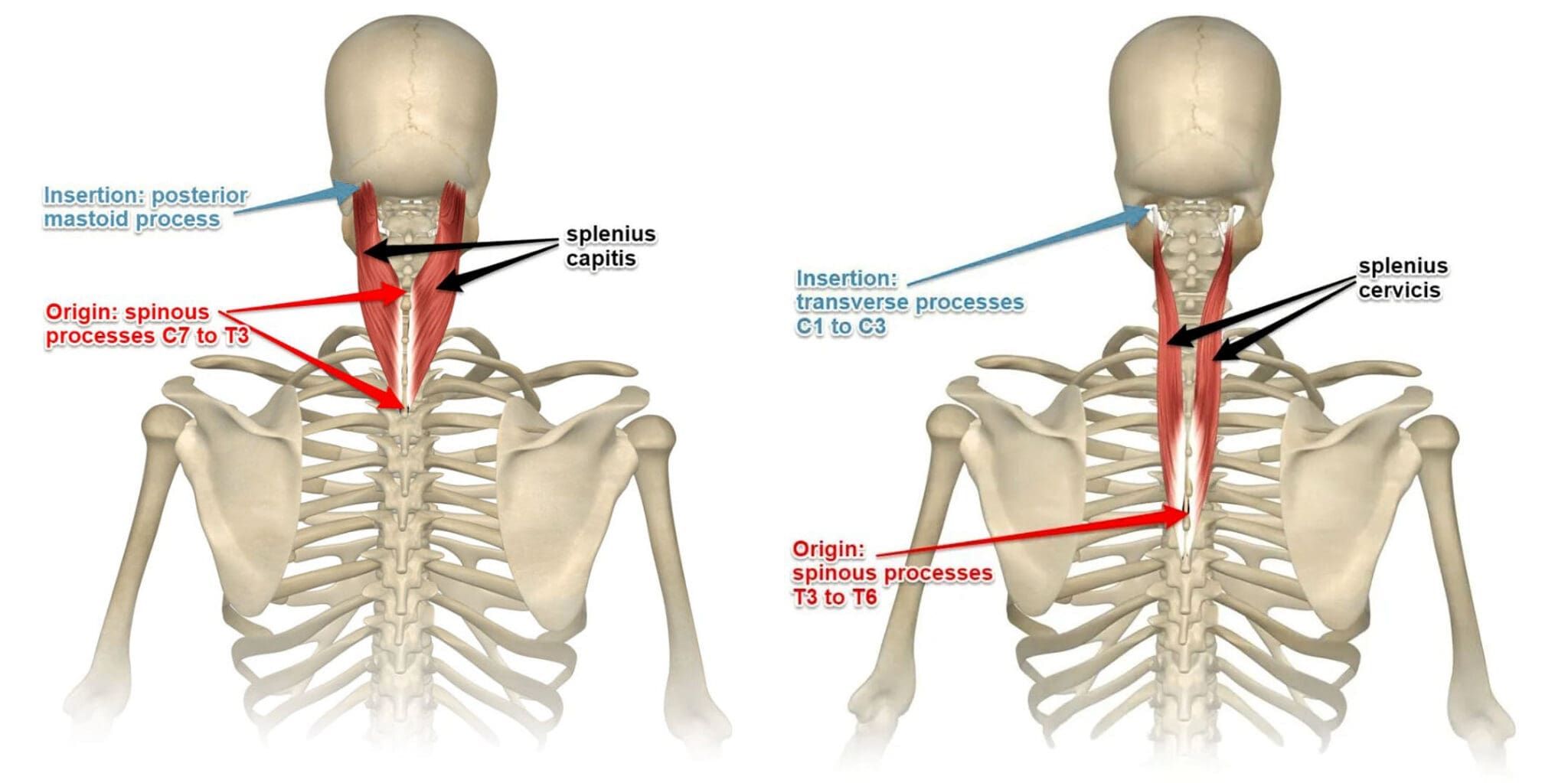 Strengthen Your Posture: The Splenius Capitis Guide - El Paso, TX ...